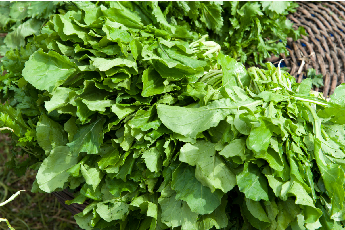 5 Species of Exotic Plants, That You Can Grow Vertically | Blog Hydropolis