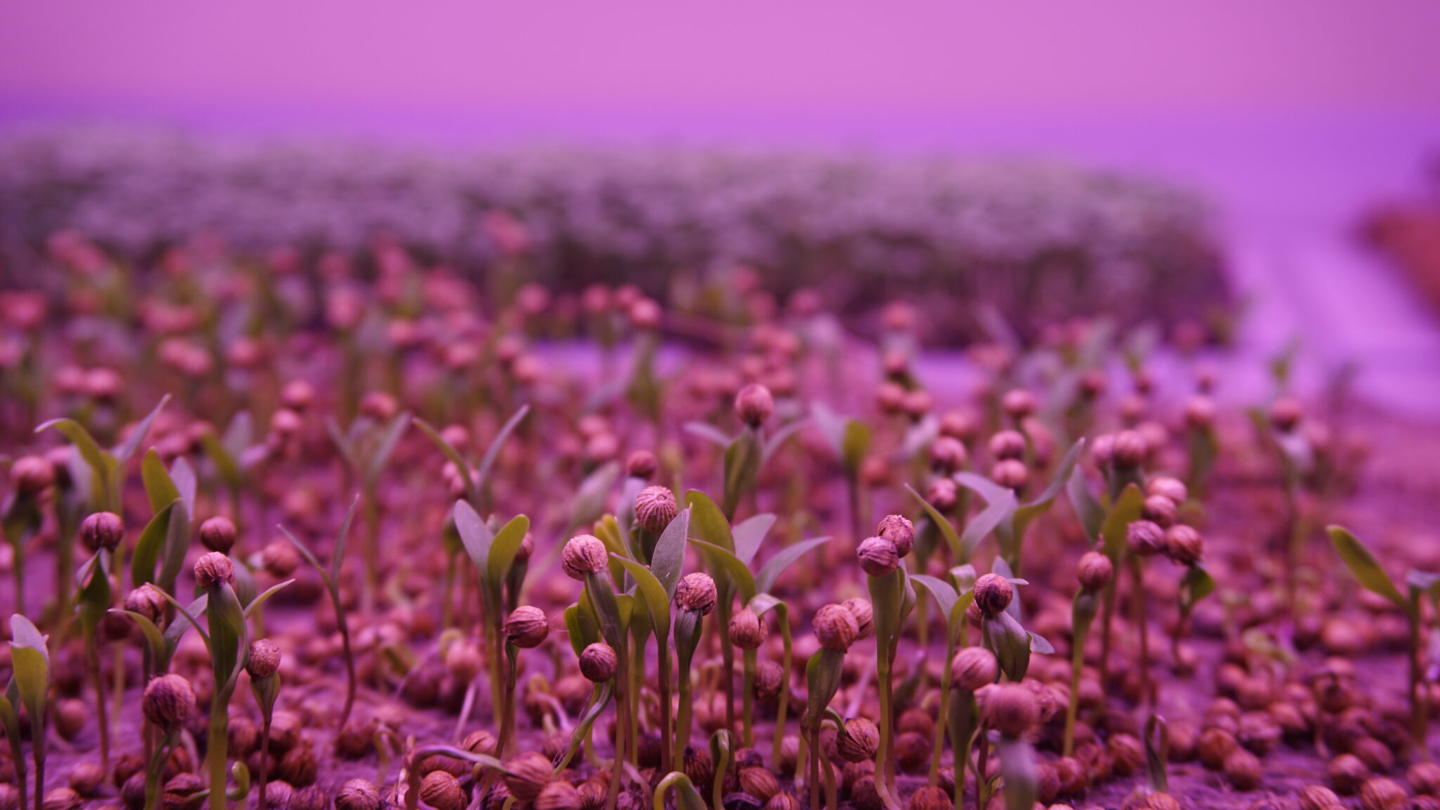 Grow Microgreens with Vertical Farming: An Exceptional Environment for ...